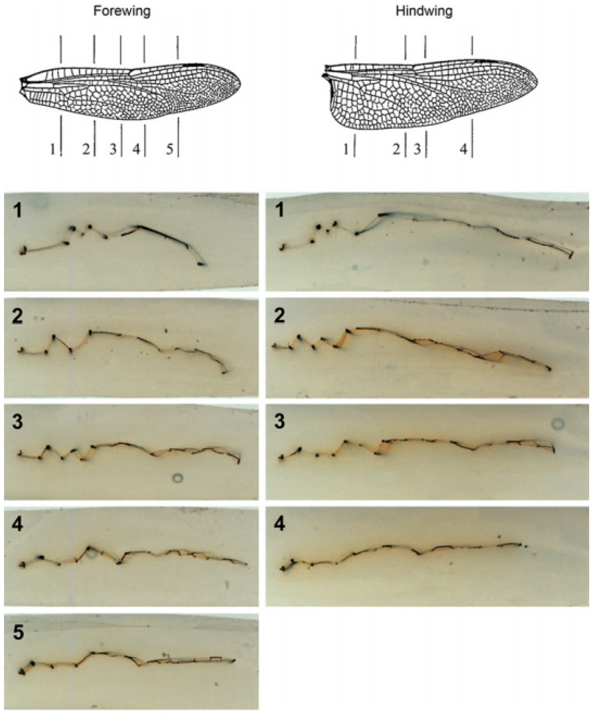 Dragonfly-Inspired 3D Bionic Folding Grid Structure Design