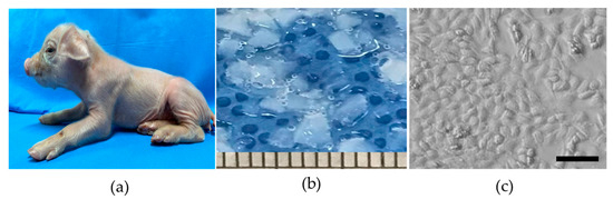 Decellularized Membrane Derived from the Cell-Produced Extracellular Matrix of 1-Day-Old Porcine ...