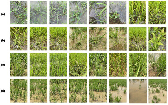 GE-YOLO for Weed Detection in Rice Paddy Fields