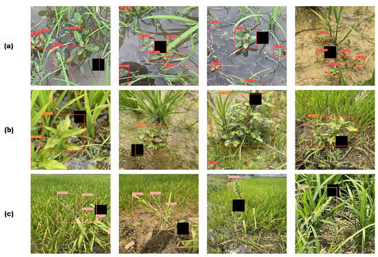 GE-YOLO for Weed Detection in Rice Paddy Fields