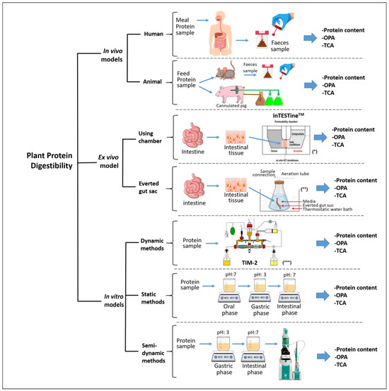 Comprehensive Review of Plant Protein Digestibility: Challenges ...