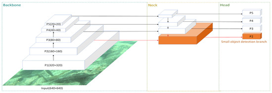 RHS-YOLOv8: A Lightweight Underwater Small Object Detection Algorithm ...