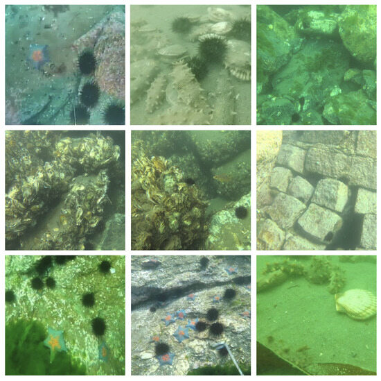 Rhs Yolov8 A Lightweight Underwater Small Object Detection Algorithm Based On Improved Yolov8