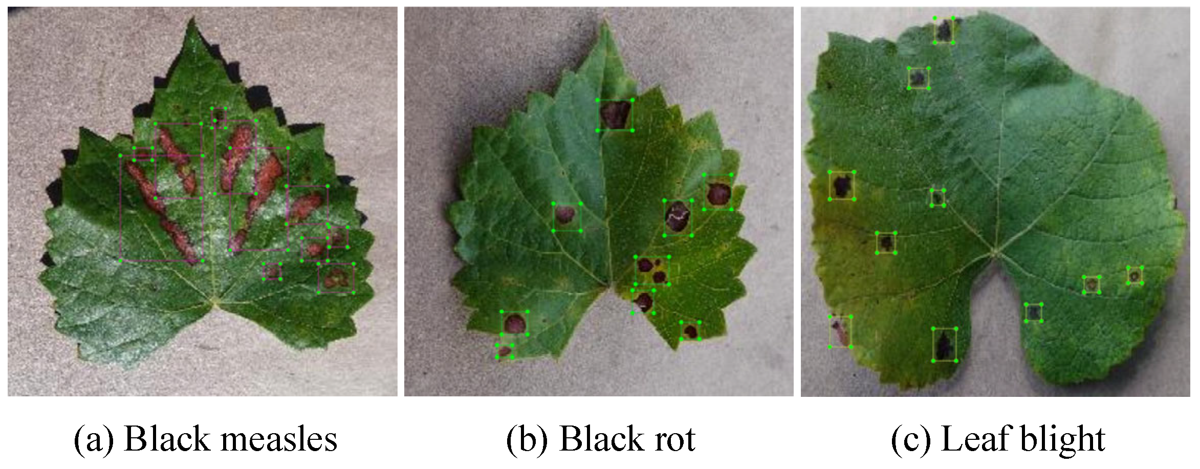 GCS-YOLO: A Lightweight Detection Algorithm for Grape Leaf Diseases Based on Improved YOLOv8