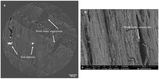Multifactorial Analysis of Wood Deterioration in Ancient Egypt: A Case ...