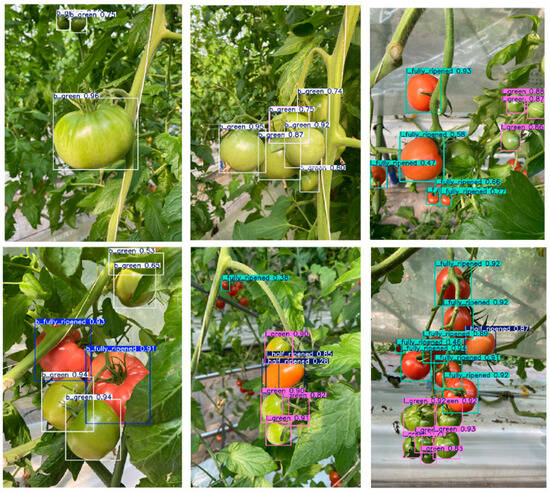 YOLO-PGC: A Tomato Maturity Detection Algorithm Based on Improved YOLOv11