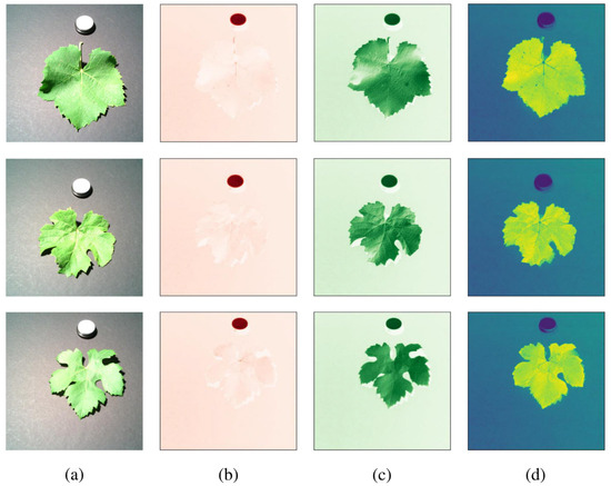 Data-Driven Prediction of Grape Leaf Chlorophyll Content Using Hyperspectral Imaging and ...