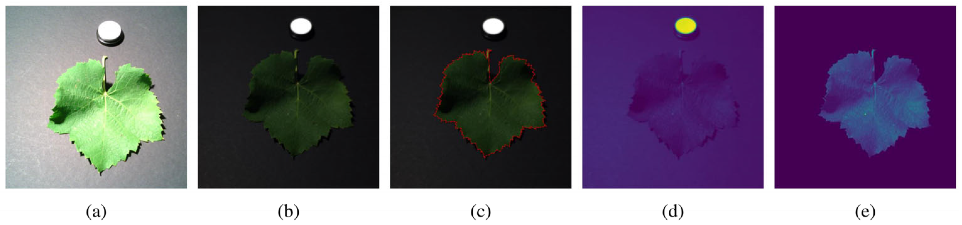 Data-Driven Prediction of Grape Leaf Chlorophyll Content Using Hyperspectral Imaging and ...