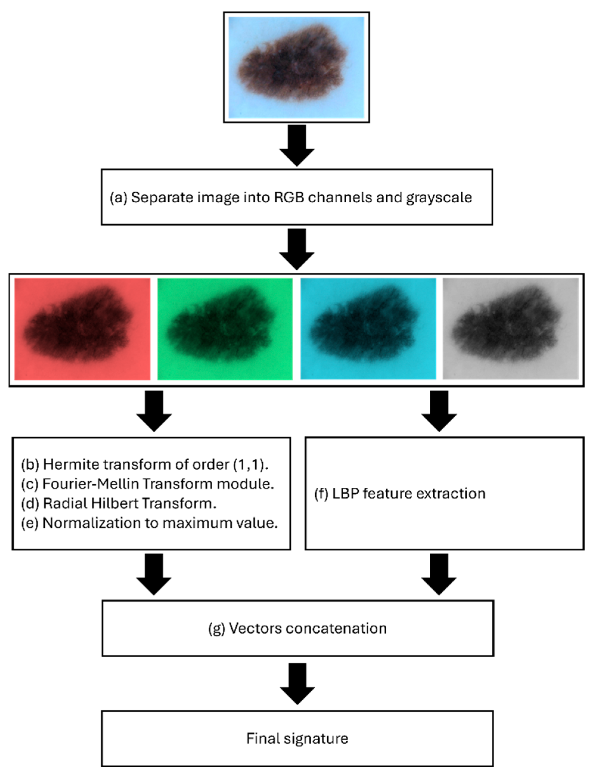 Hybrid Transform-Based Feature Extraction for Skin Lesion Classification Using RGB and Grayscale ...