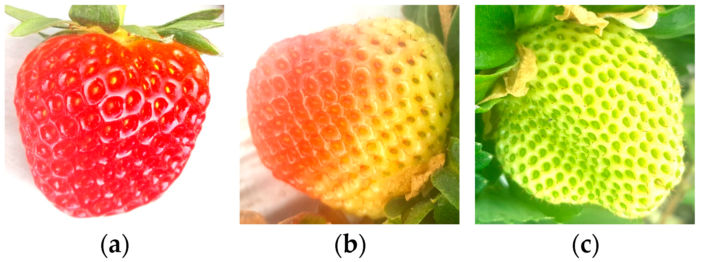 A Strawberry Ripeness Detection Method Based on Improved YOLOv8