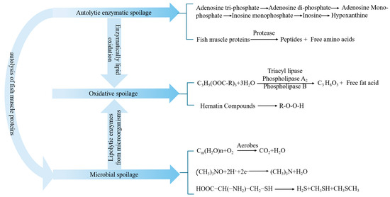 Mechanistic Insights into Fish Spoilage and Integrated Preservation ...