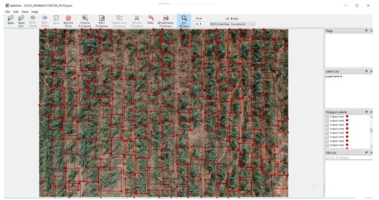 Accurate Sugarcane Detection and Row Fitting Using SugarRow-YOLO and Clustering-Based Spline ...
