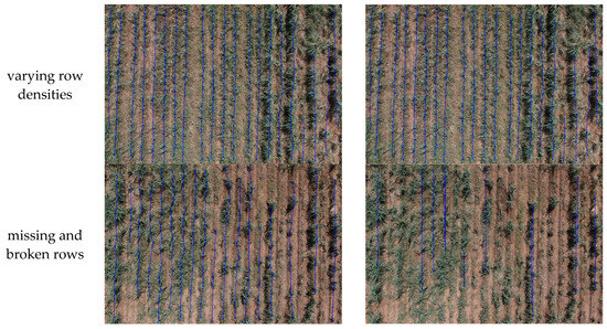 Accurate Sugarcane Detection and Row Fitting Using SugarRow-YOLO and Clustering-Based Spline ...