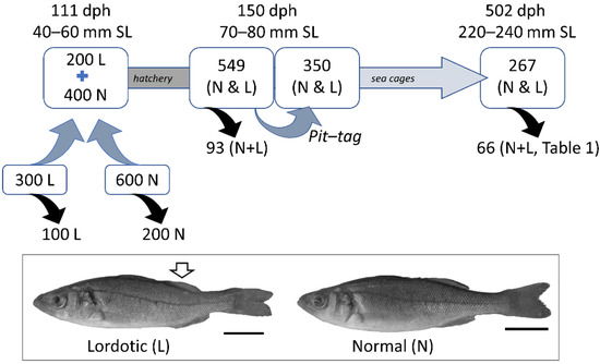 Aquaculture Journal | An Open Access Journal from MDPI