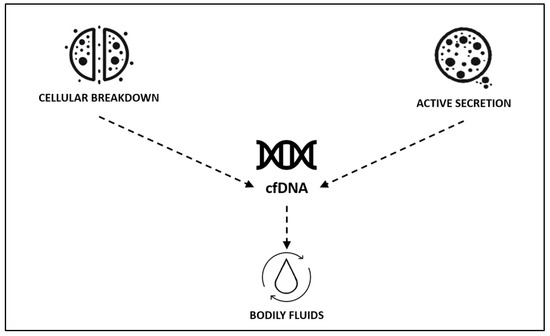 Clinical Utility of ctDNA Analysis in Lung Cancer—A Review