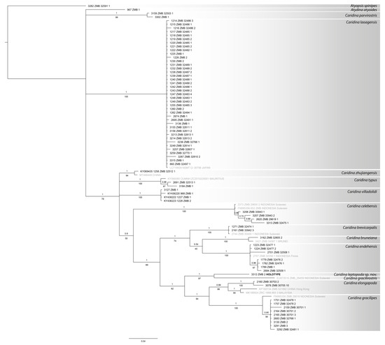 Updated Checklist of the Freshwater Shrimps (Decapoda: Caridea: Atyidae ...