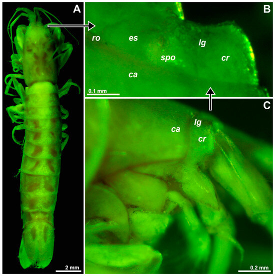 Evidence and Modification of Non-Visual Eyestalk Organs in Troglobiont ...