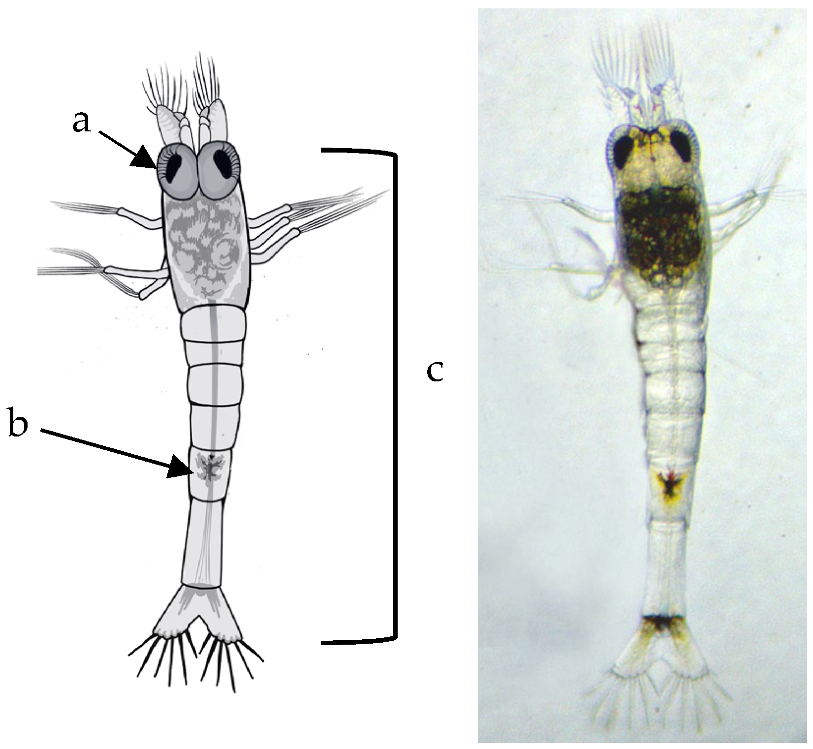 Description of the Early Larval Development in Freshwater Shrimp Atya ...
