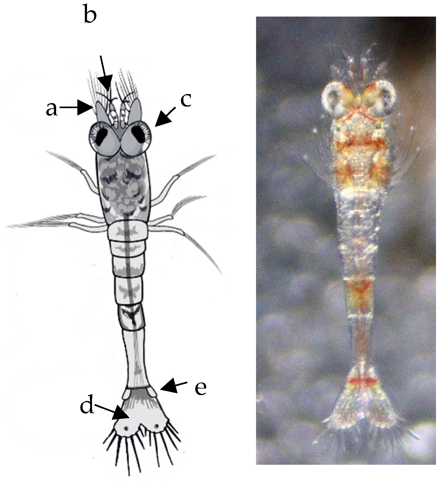 Description of the Early Larval Development in Freshwater Shrimp Atya ...