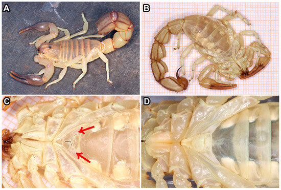 New Cases of Teratology, Albinism, Abnormal Pigmentation ...