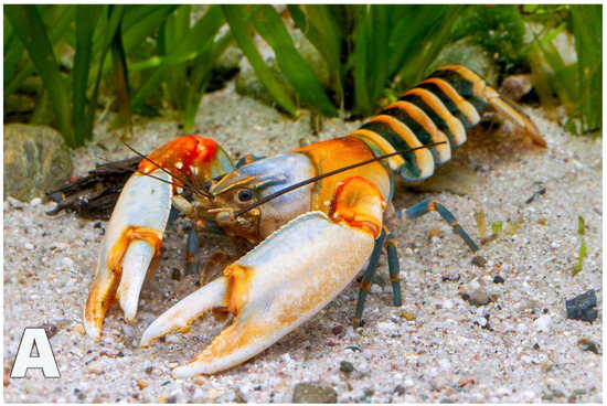 Two New Species of Crayfish of the Genus Cherax (Crustacea, Decapoda ...