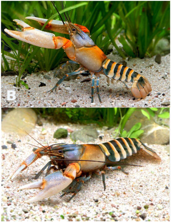 Two New Species of Crayfish of the Genus Cherax (Crustacea, Decapoda ...