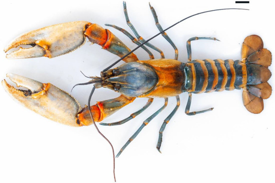 Two New Species of Crayfish of the Genus Cherax (Crustacea, Decapoda ...