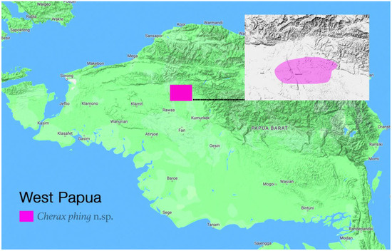 Two New Species of Crayfish of the Genus Cherax (Crustacea, Decapoda ...