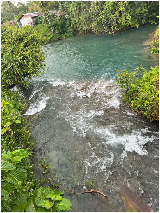 Two New Species of Crayfish of the Genus Cherax (Crustacea, Decapoda ...