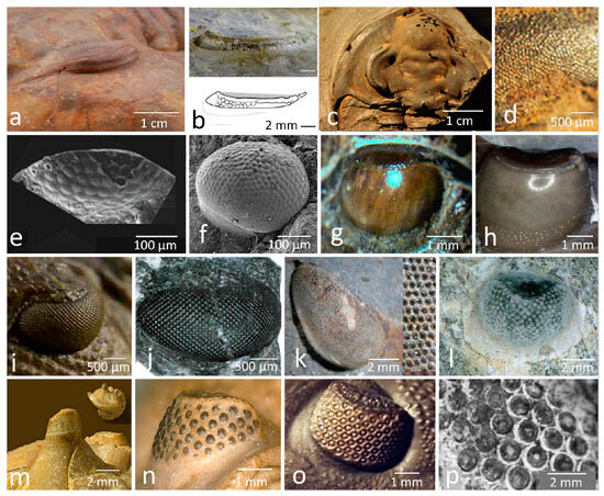 Trilobite Eyes and Their Evolution