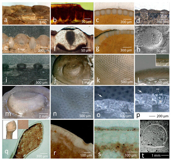Trilobite Eyes and Their Evolution