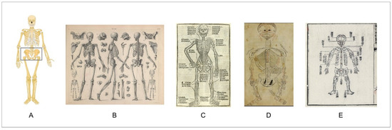 Jade for Bones in Hongshan Craftsmanship: Human Anatomy as the Genesis ...