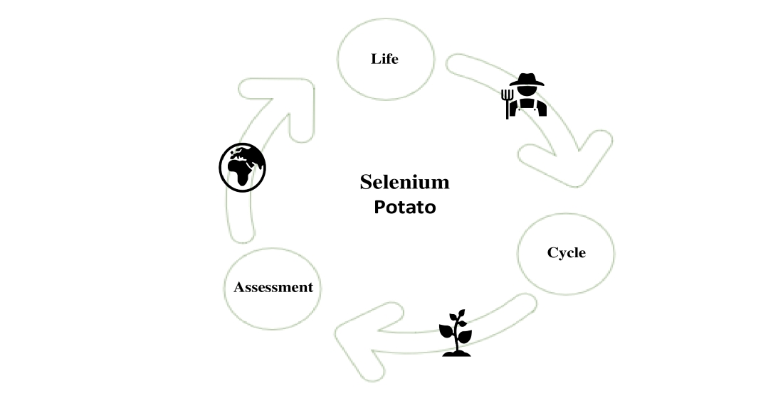 ASI | Free Full-Text | Life-Cycle Assessment of Biofortified ...