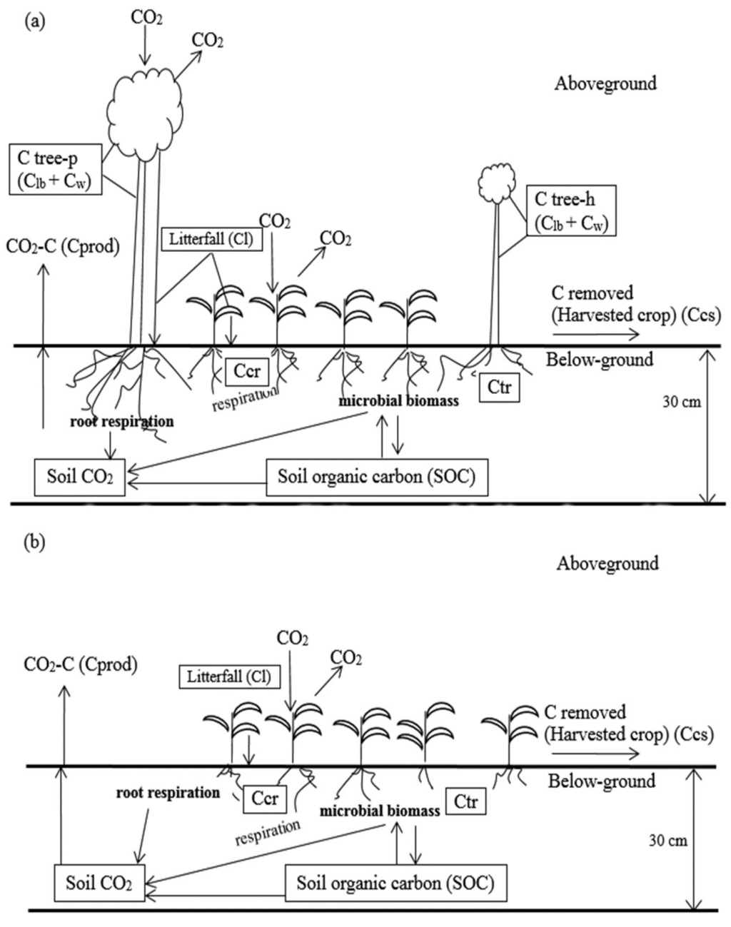 Carbon Sequestration and Carbon Markets for Tree-Based Intercropping ...