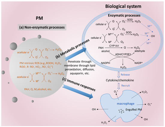Atmosphere | Free Full-Text | Use of Dithiothreitol Assay to Evaluate ...