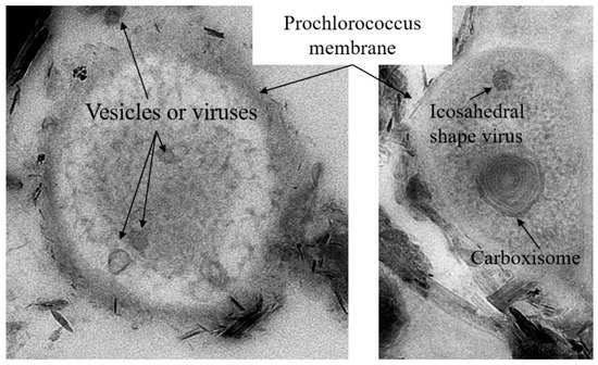Bio-Aerosols Negatively Affect Prochlorococcus in Oligotrophic Aerosol ...