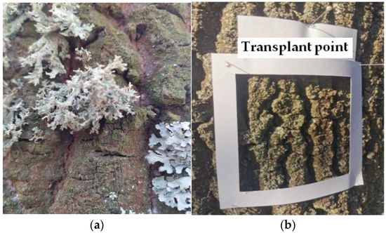 The Efficiency of Lichens in Air Biomonitoring in Teleorman County