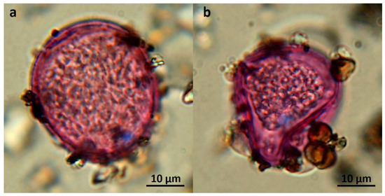 Interaction between Air Pollutants and Pollen Grains: Effects on Public ...