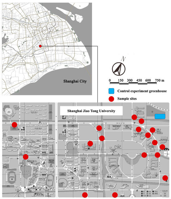 The Rainwater Interception Process and Capacity of Urban Tree Organs in ...