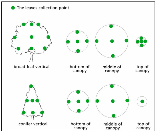 The Rainwater Interception Process and Capacity of Urban Tree Organs in ...