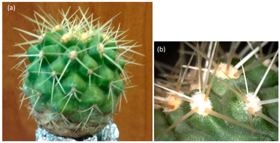 Re-Engineering Dew-Harvesting Cactus Macrostructures to Enhance Water ...