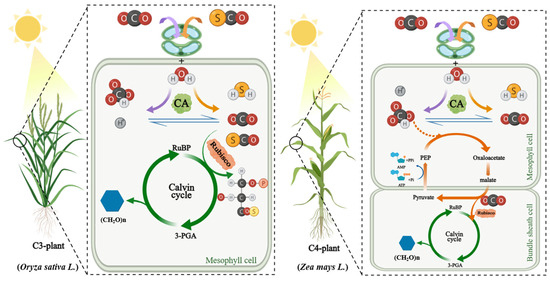 Carbonyl Sulfide (COS) in Terrestrial Ecosystem: What We Know and What ...