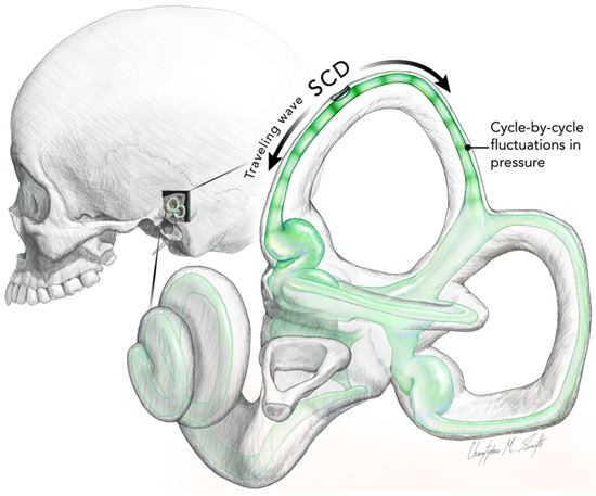 A Review of Neural Data and Modelling to Explain How a Semicircular ...