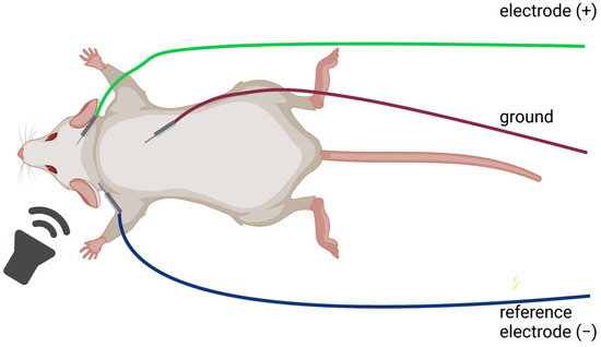 Universal Recommendations on Planning and Performing the Auditory ...