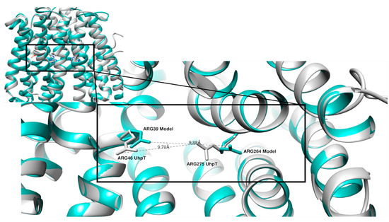 Distantly Related Homologue of UhpT in Pseudomonas aeruginosa