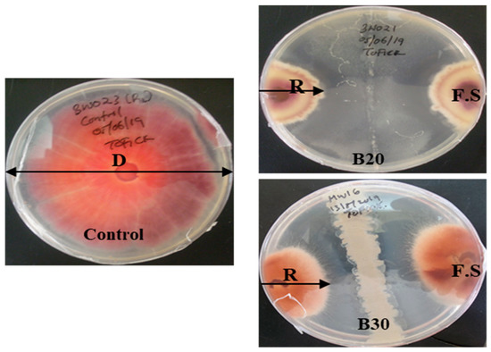 Isolation and Characterization of Bacillus velezensis from Lake Bogoria ...