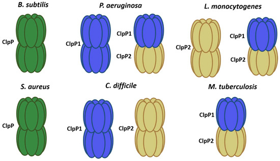 Role and Regulation of Clp Proteases: A Target against Gram-Positive ...