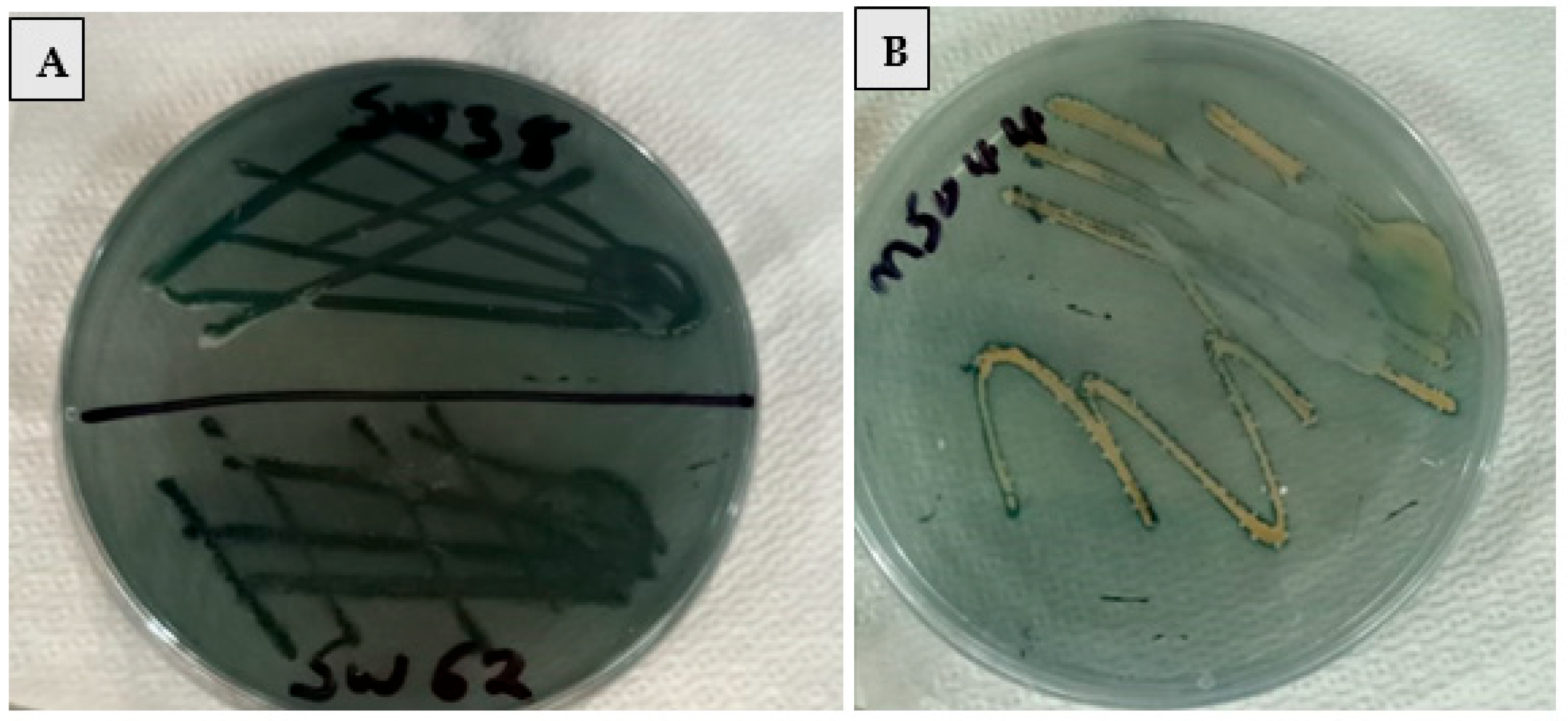 The Isolation, Screening, and Characterization of Polyhydroxyalkanoate ...