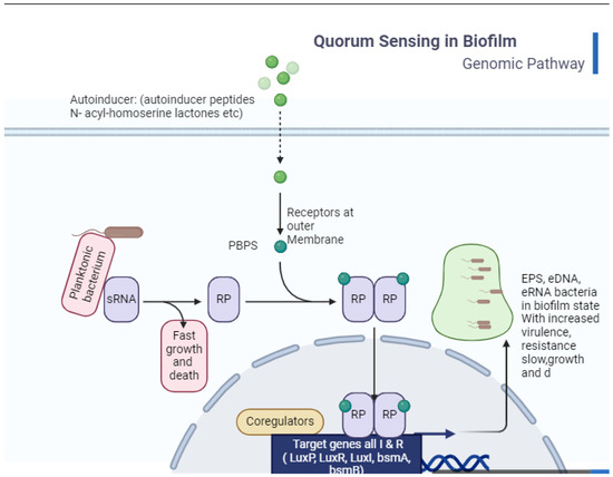 Medical Scope of Biofilm and Quorum Sensing during Biofilm Formation ...