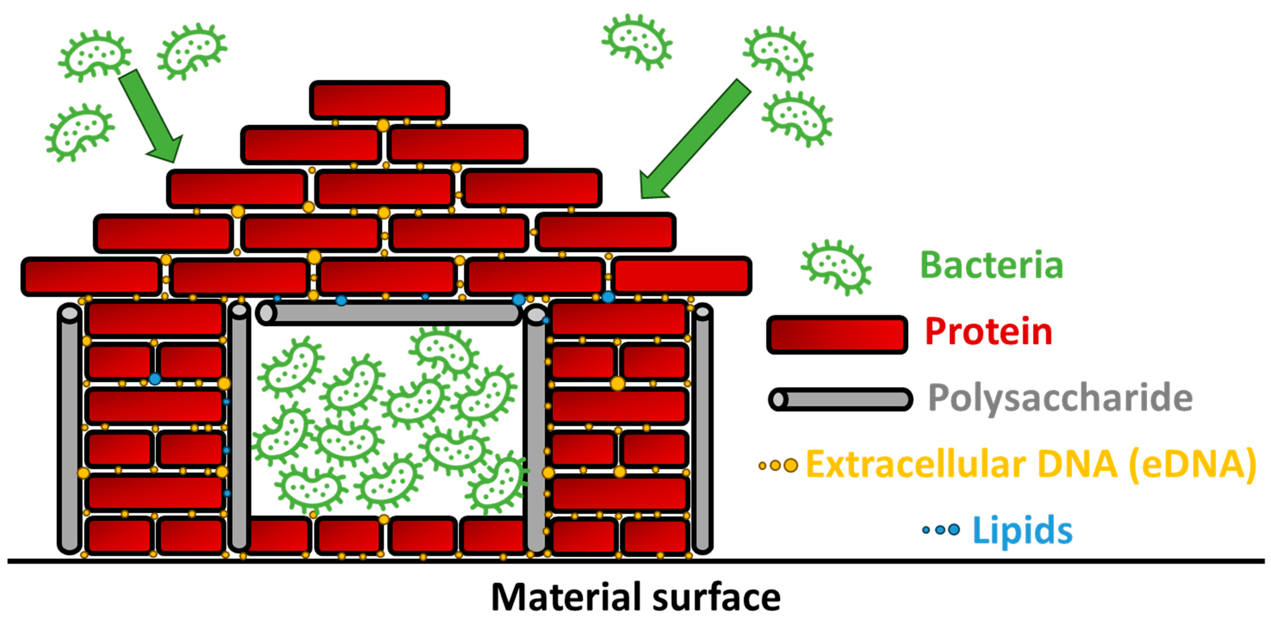 A Bibliographic Exploration of Bacterial Houses: Biofilm Matrix ...